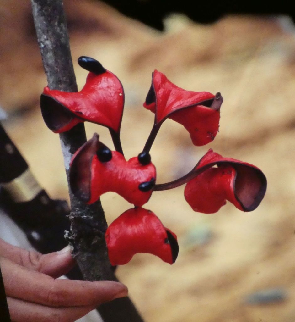 Kola Trees (Cola) - Botanical Realm