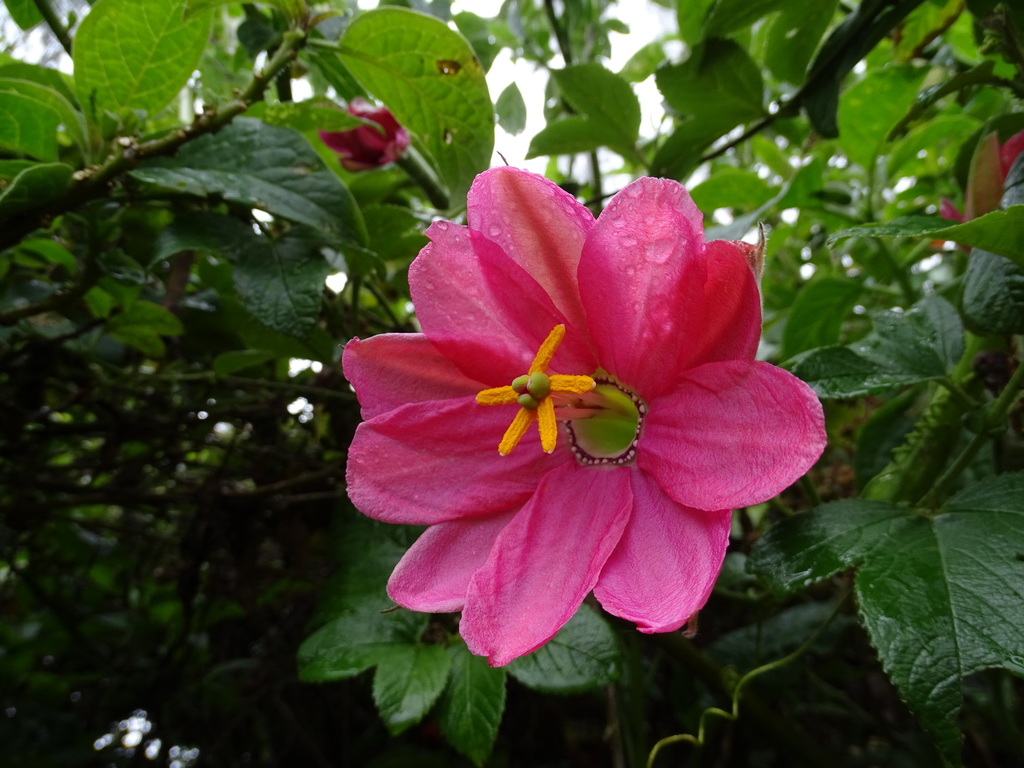 curuba (Plantas del municipio de Pereira, Risaralda) · iNaturalist