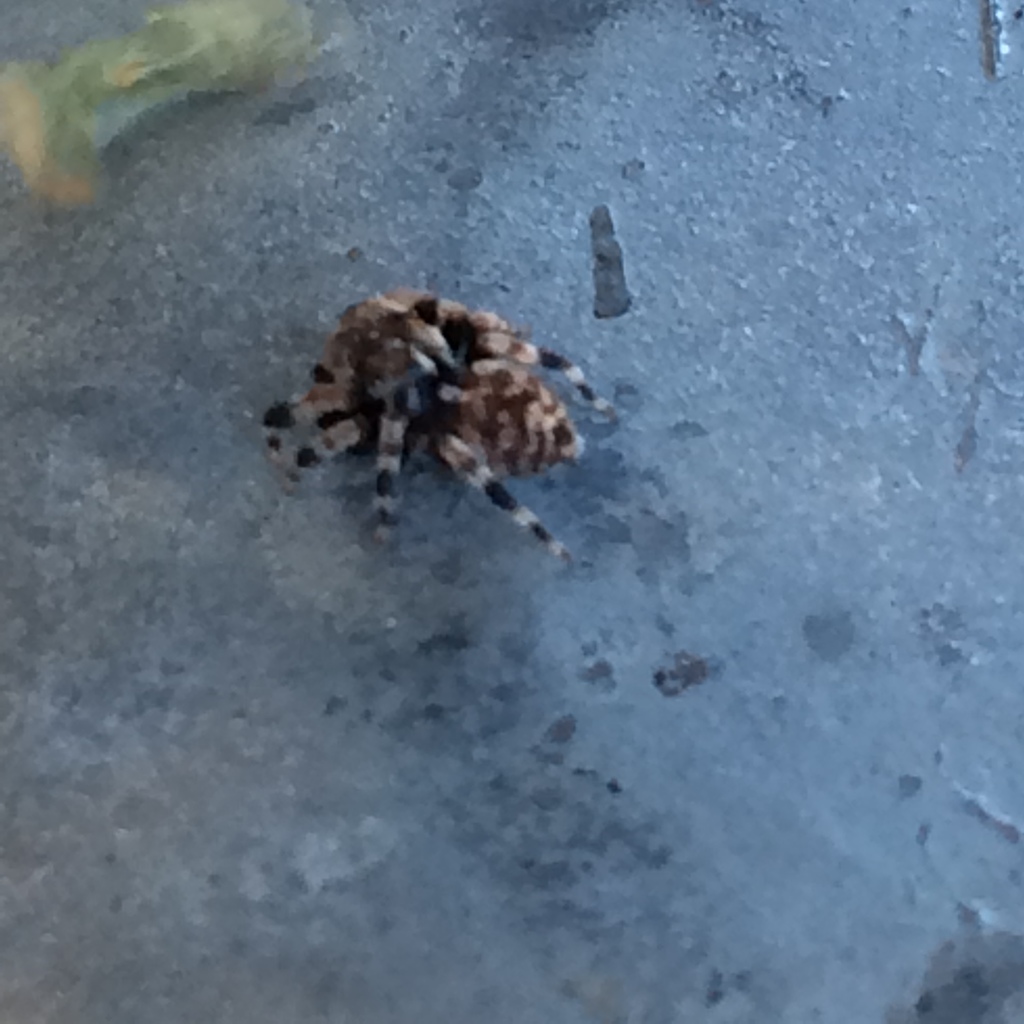 Spiders from Melbourne VIC, Australia on January 09, 2021 at 10:08 AM ...