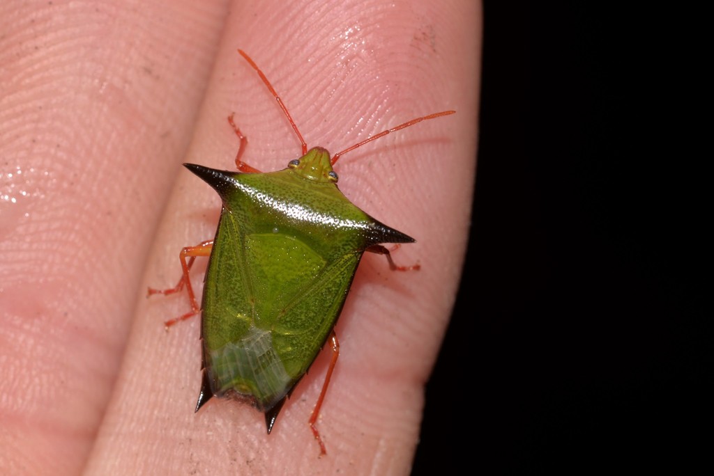 Vitellus rufolineus from Glen Elgin NSW 2370, Australia on January 08 ...