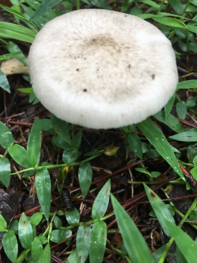 Marbled Death Cap from Sharrock Road, Wamuran, QLD, AU on January 09 ...