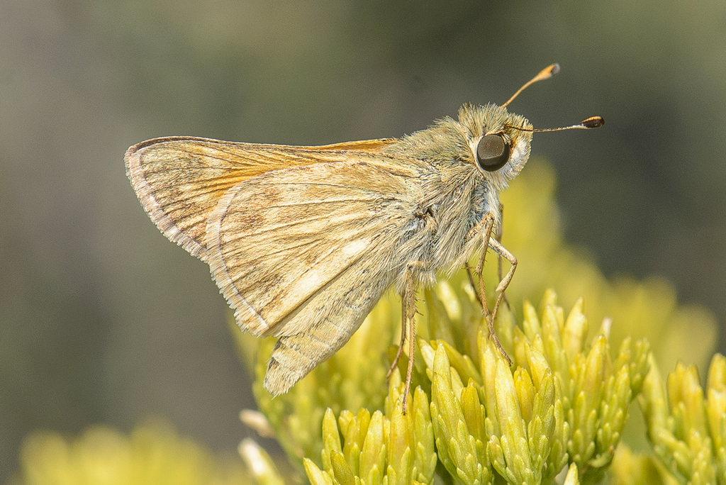 Field Skipper (Southern Plains butterfly guide) · iNaturalist