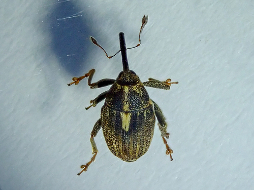 Neoglocianus maculaalba · iNaturalist