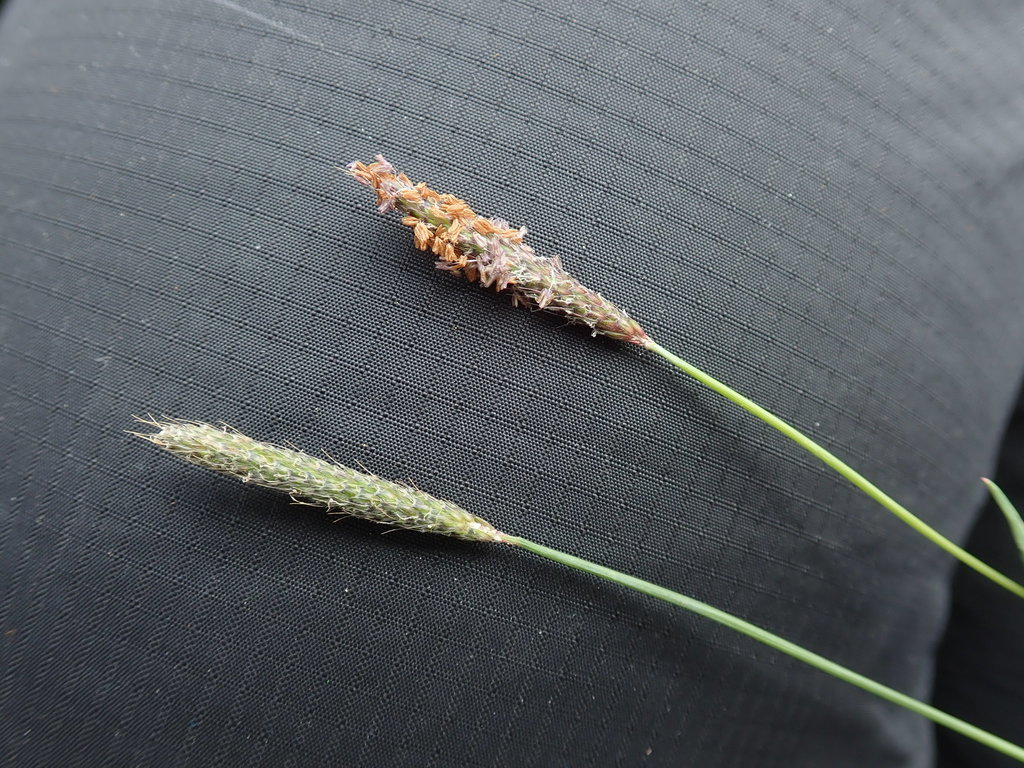Marsh foxtail from Awatotara Reserve, Southern Tablelands, Chatham ...