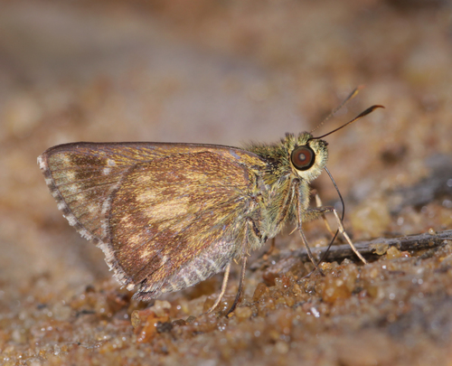 Gold-spotted Ace (Halpe aucma) · iNaturalist