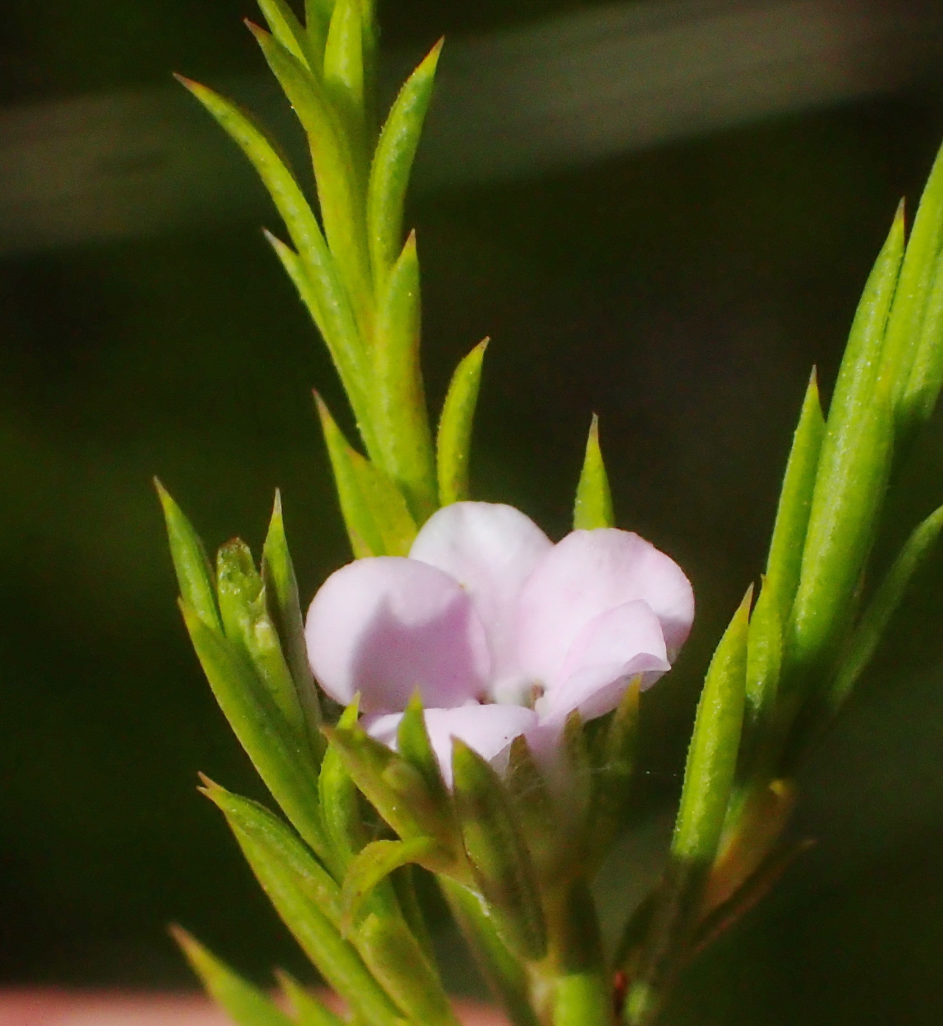 Coleonema pulchellum I.Williams