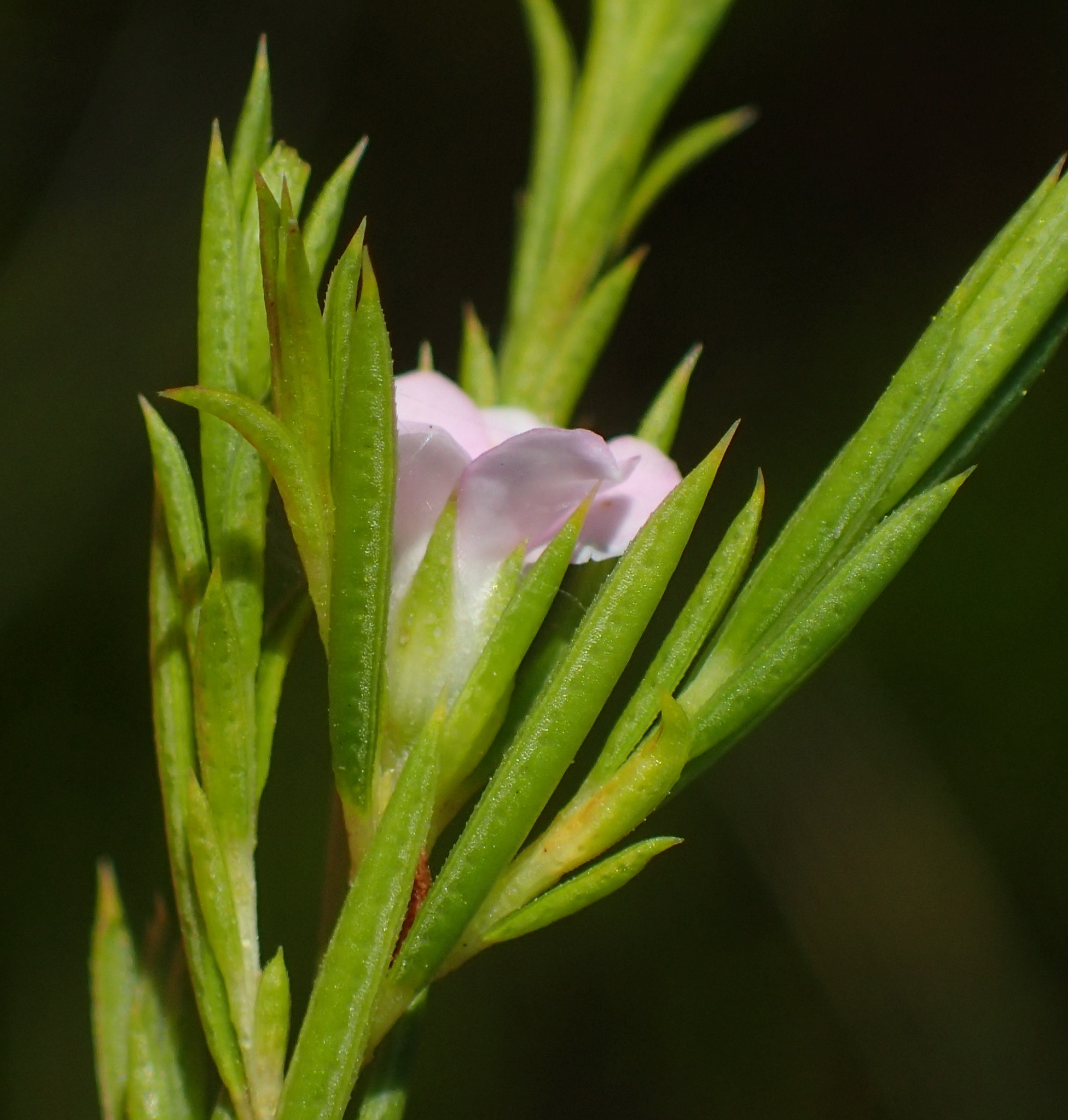 Coleonema pulchellum I.Williams