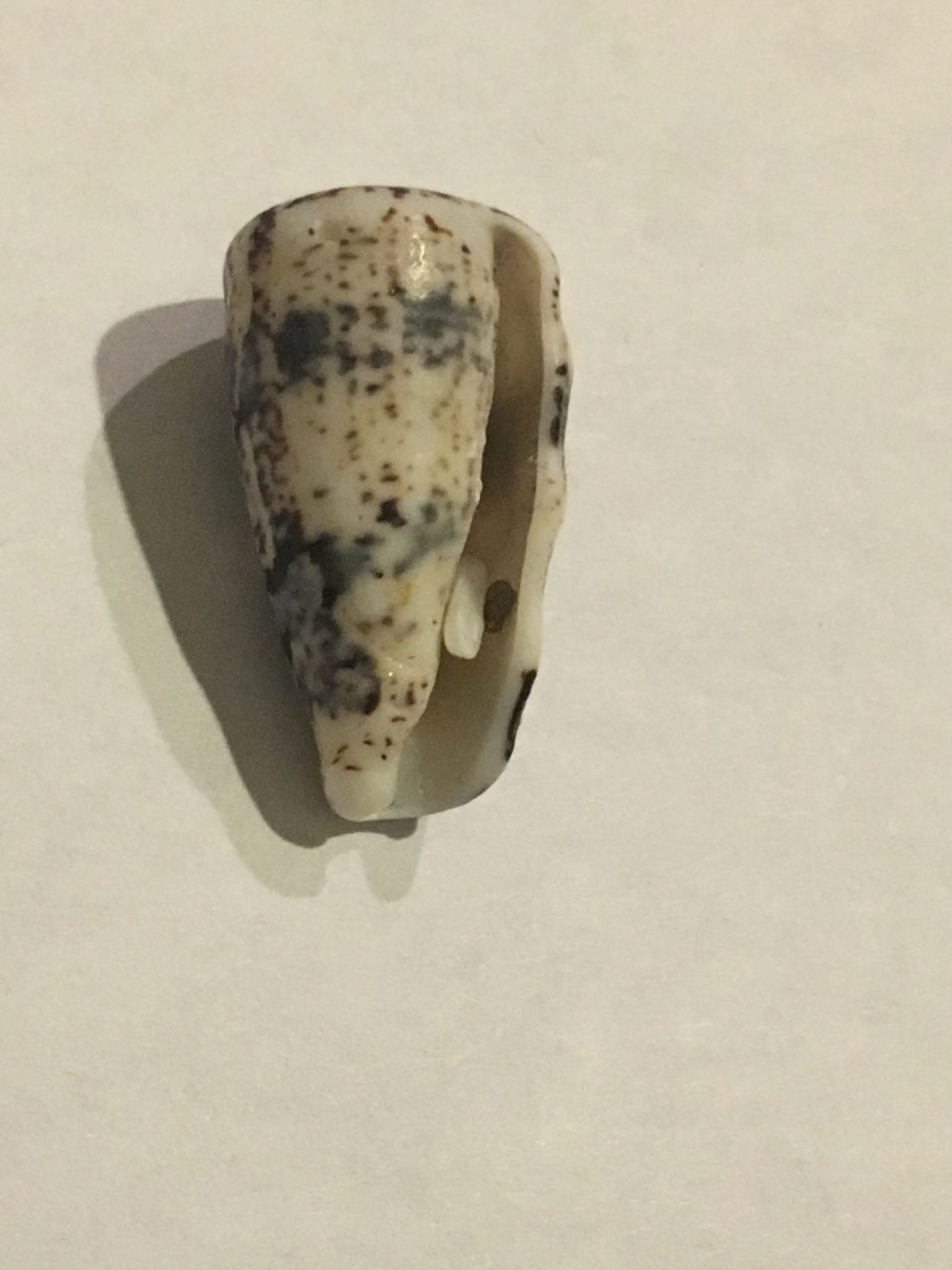Morum tuberculosum (Reeve, 1842)