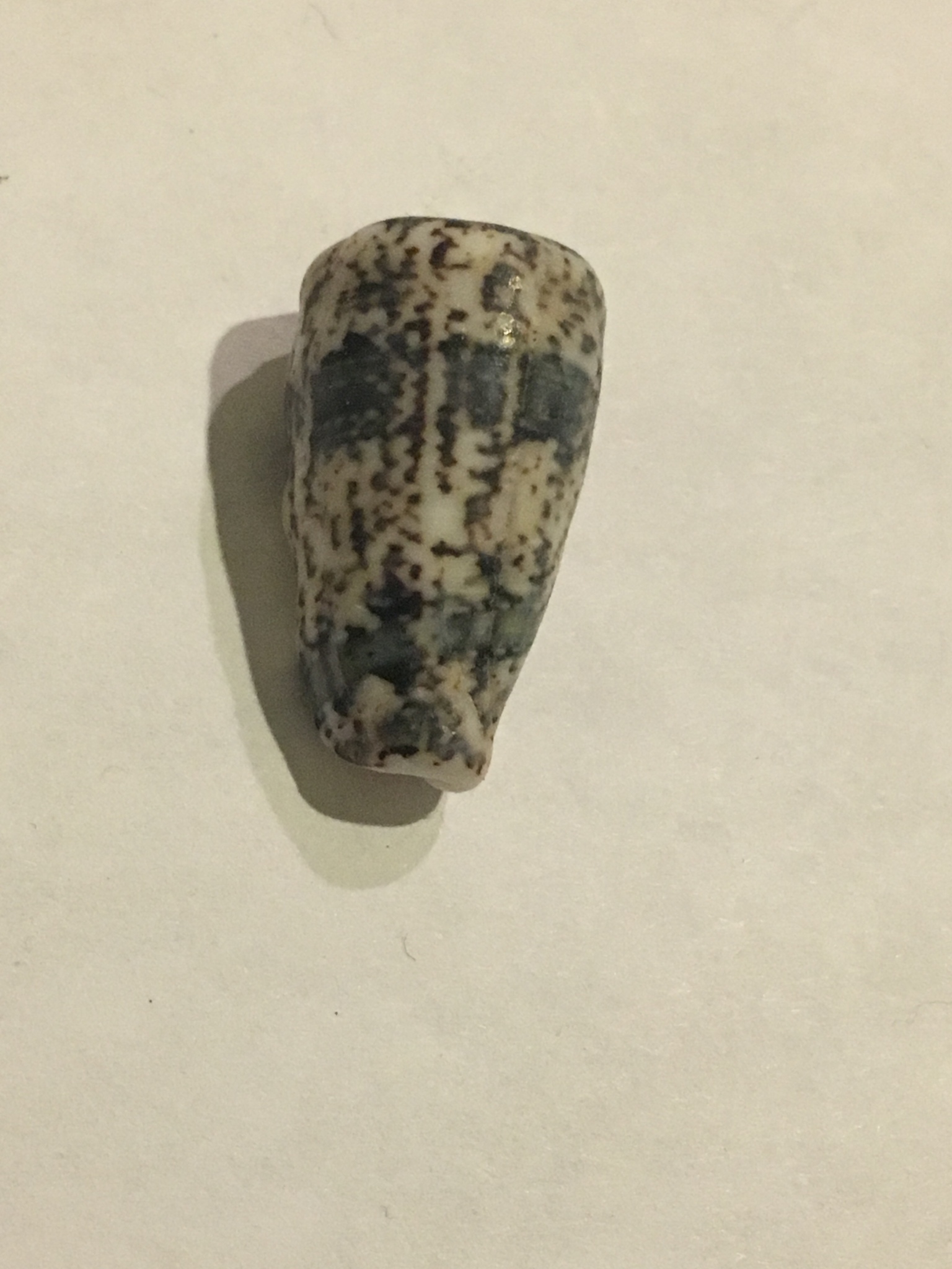 Morum tuberculosum (Reeve, 1842)