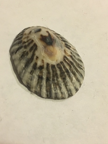 Lottia atrata · iNaturalist