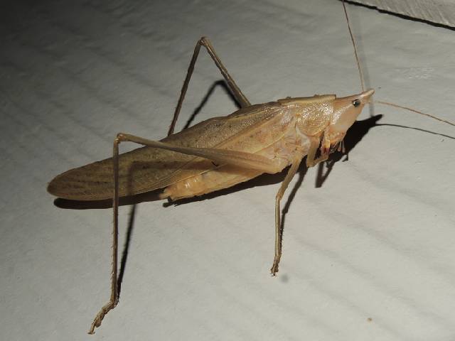 Common Coneheads from 175-10 Cross Bay Blvd, Queens, NY 11693, USA on ...