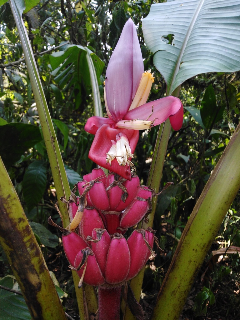 Pink Banana (Musa velutina) - Botanical Realm