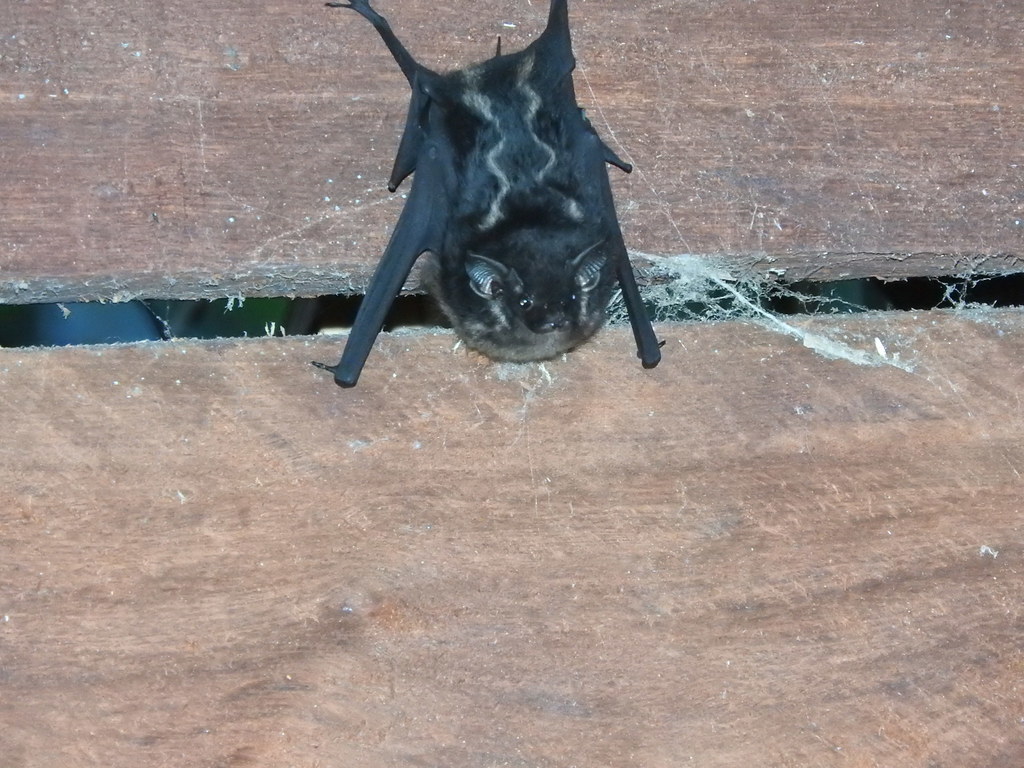 Greater Sac-winged Bat from Solidaridad, Q.R., México on December 15 ...