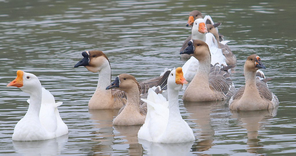 Domestic Greylag Goose from Dallas, TX, USA Sunset Bay water on October ...