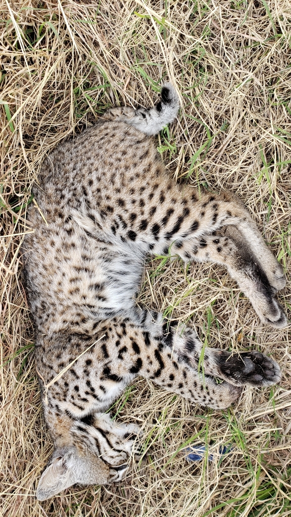 Bobcat from Indian Lake, TX 78566, USA on January 9, 2021 at 10:59 AM ...