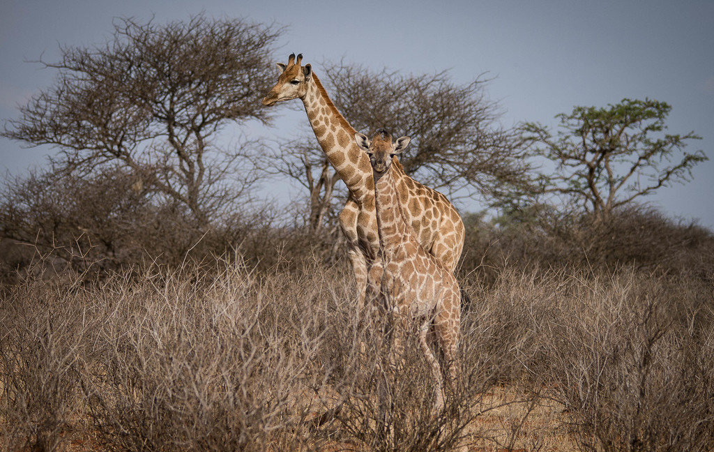 Angolan giraffe (Giraffa giraffa angolensis) - Know Your Mammals