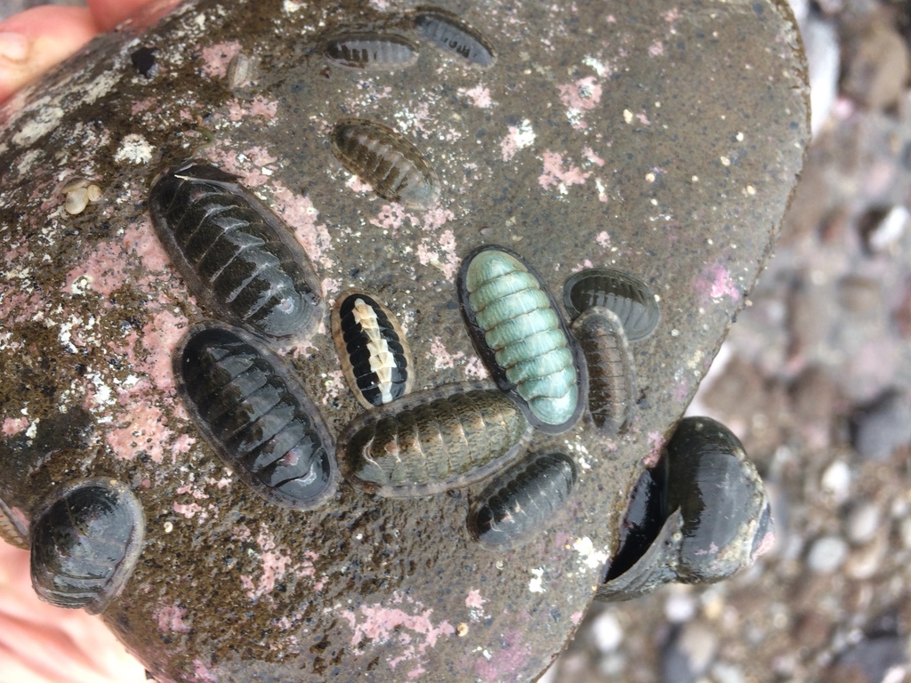 variable chiton (Intertidal and Coastal Species of the East Coast Bays ...