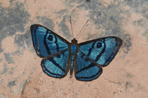 Mesosemia zorea · iNaturalist Canada