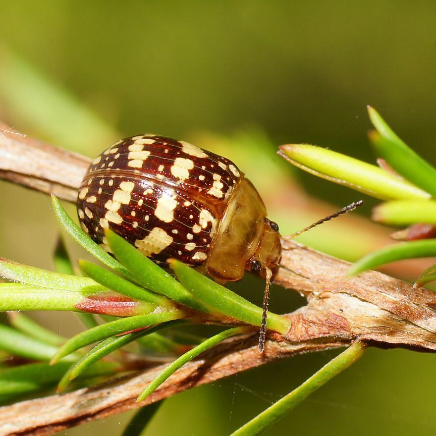 Paropsis pictipennis (Leaf Beetles (Chrysomelinae) of Victoria ...