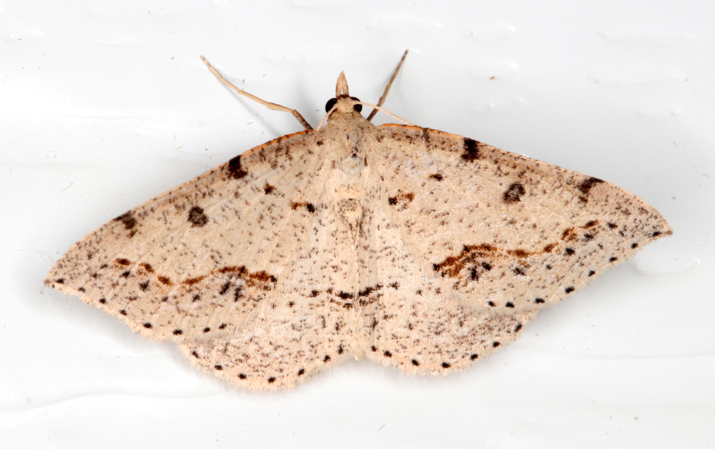 Taxeotis stereospila from Tinonee NSW 2430, Australia on October 3 ... Taxeotis stereospila from Tinonee NSW 2430, Australia on October 3 ...