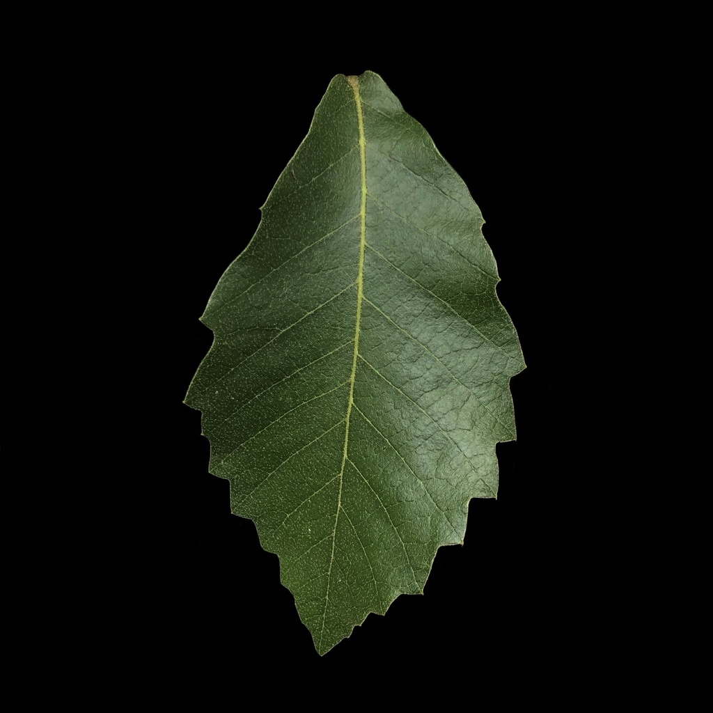 Quercus resinosa from Calle Escenico Paseo, Zapopan, JAL, MX on January ...