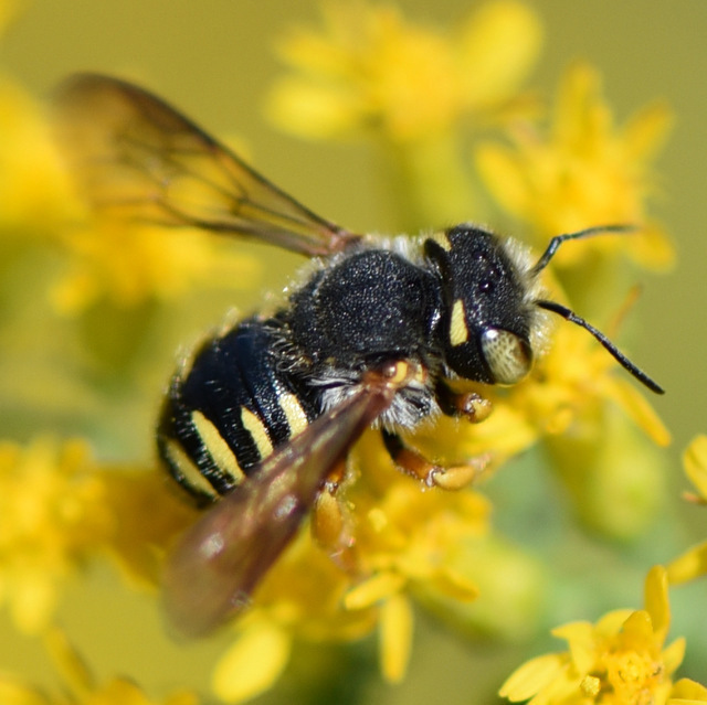Oblong Woolcarder Bee (Summer Garden Bees of Portland) · iNaturalist