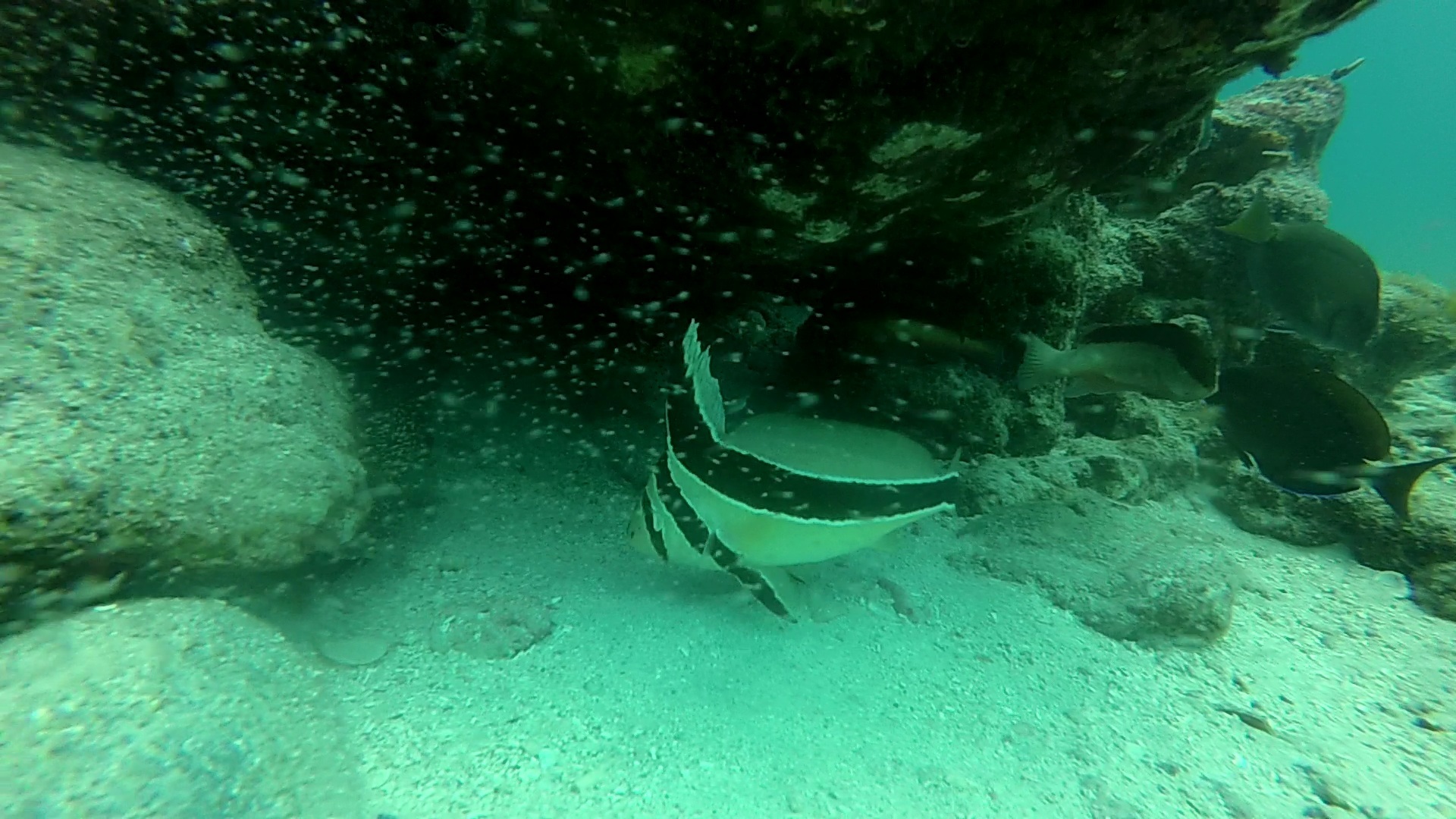 Equetus lanceolatus (Linnaeus, 1758)