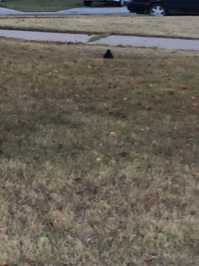 American Crow from 35–47 Country Hills Green NW, Calgary, AB, CA on ...
