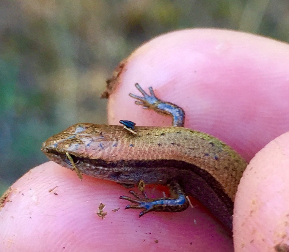 Little Brown Skink from Cabarrus County, NC, USA on January 13, 2017 at ...