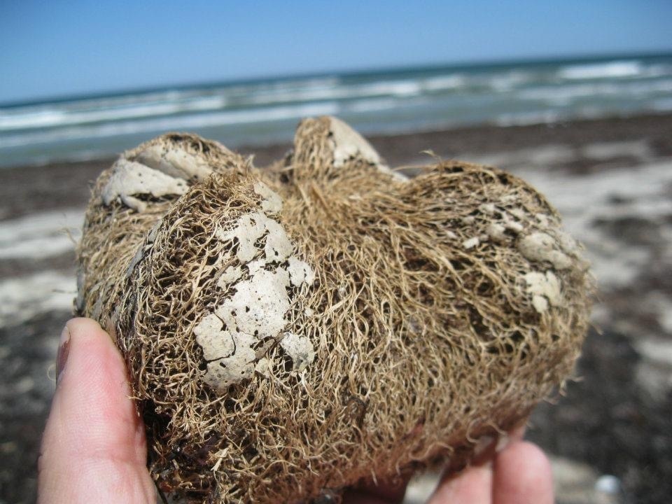 Fish Poison Tree from padre island national seashore, turtle lab on May ...
