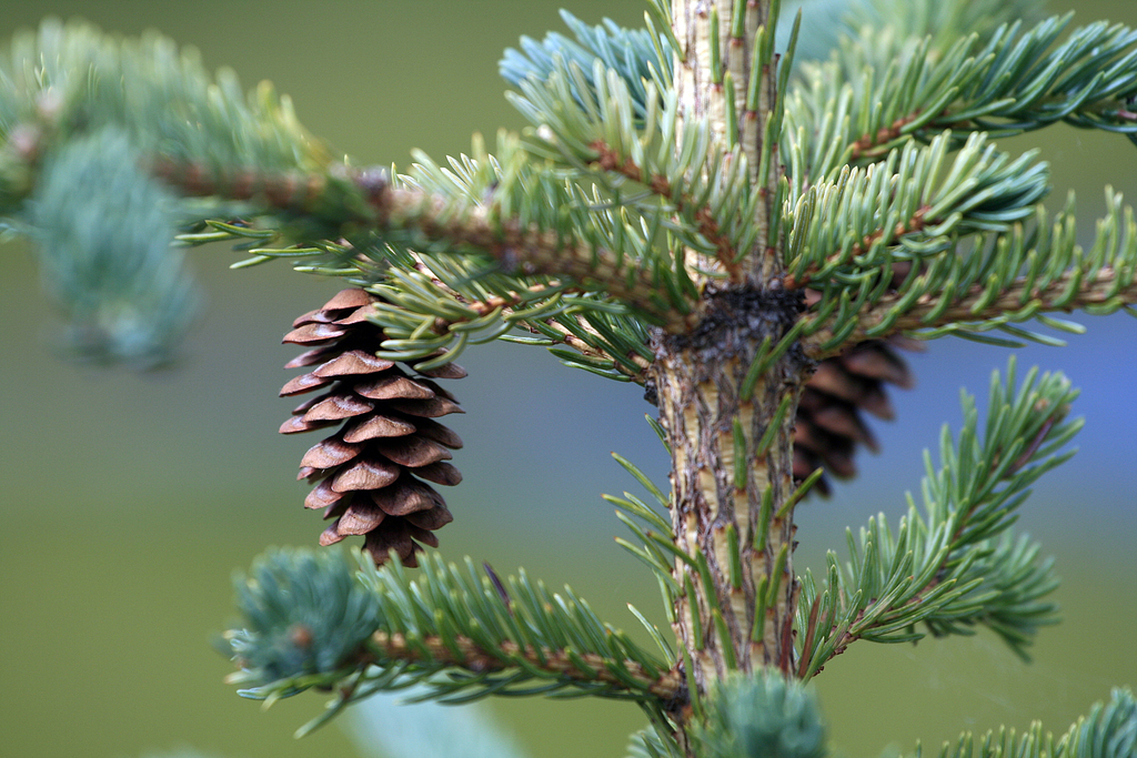 spruces (Picea) - Botanical Realm