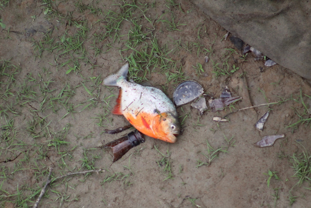 Black Spot Piranha (Pygocentrus cariba) - Marine Life Identification