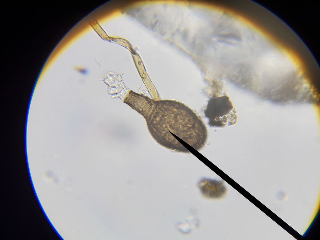 Habrotrocha angusticollis from Bay County, FL, USA on January 09, 2021 ...