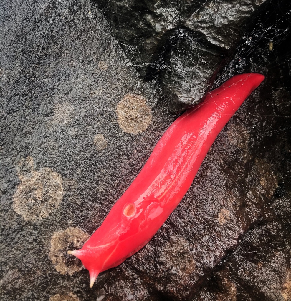 Kaputar Pink Slug in January 2021 by dilshara · iNaturalist