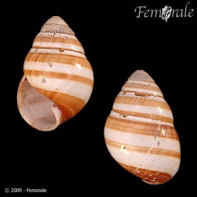 Achatinella dimorpha · iNaturalist