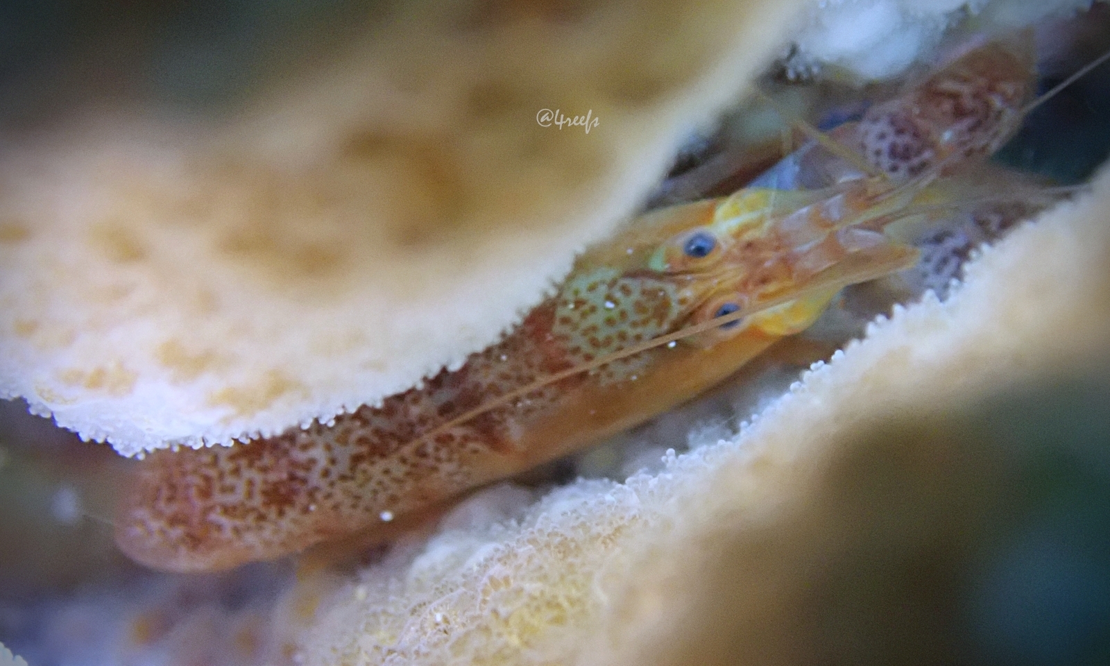 Alpheus lottini Guérin-Méneville, 1829