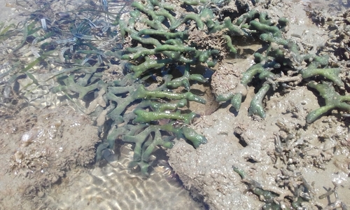 Codium geppiorum (Algas marinas de Costa Rica) · iNaturalist NZ