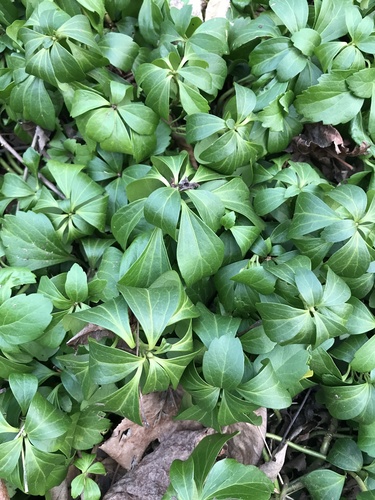 Observations by jadeyoung · iNaturalist