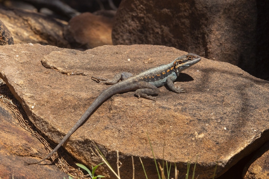 Barrier Range Rock Dragon from Mutawintji National Park, NSW on January ...