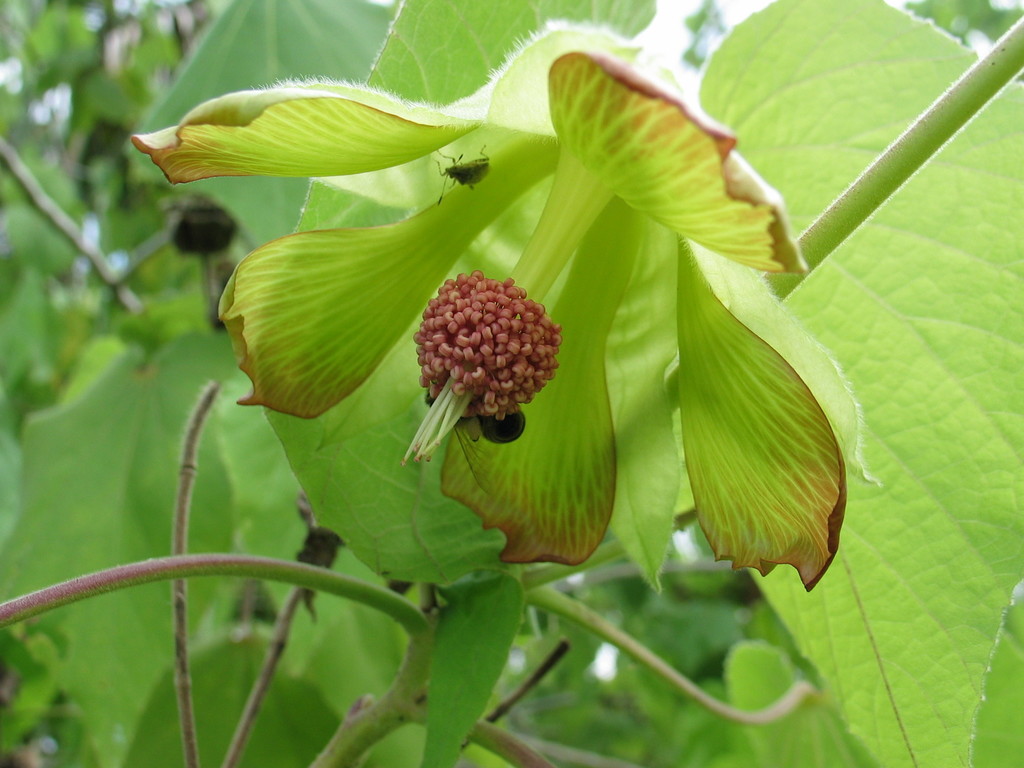 Greenflower Indian Mallow (Abutilon sandwicense) - Botanical Realm
