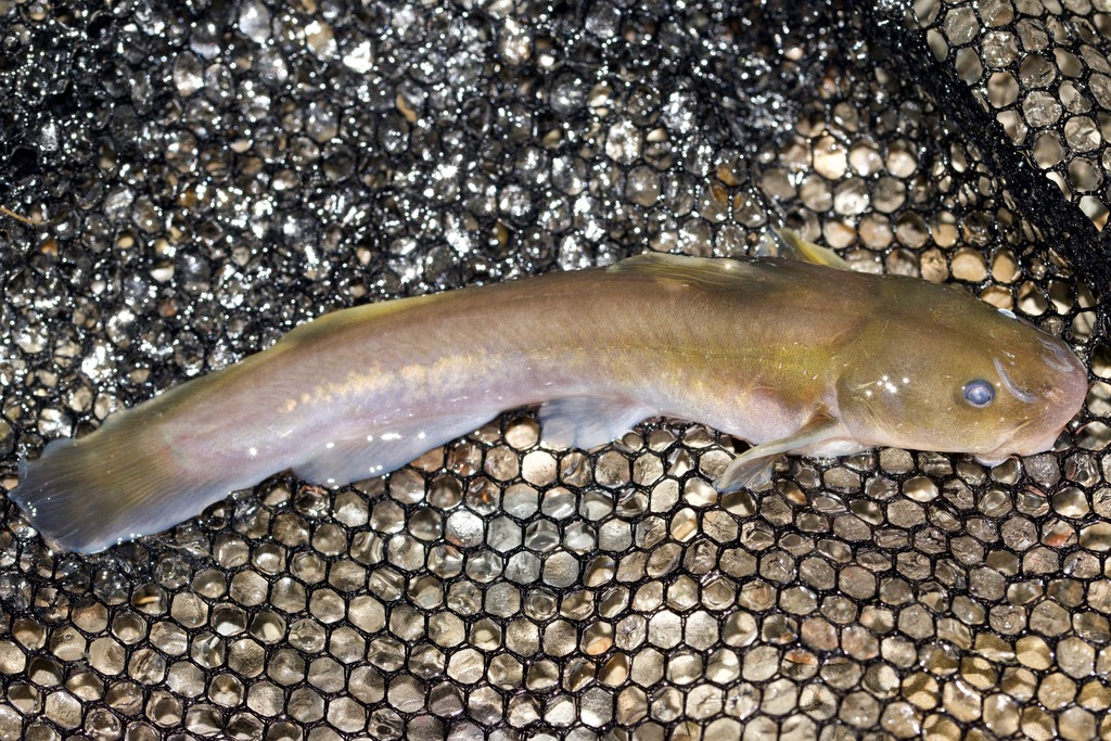 Stonecat (Noturus flavus) - Marine Life Identification
