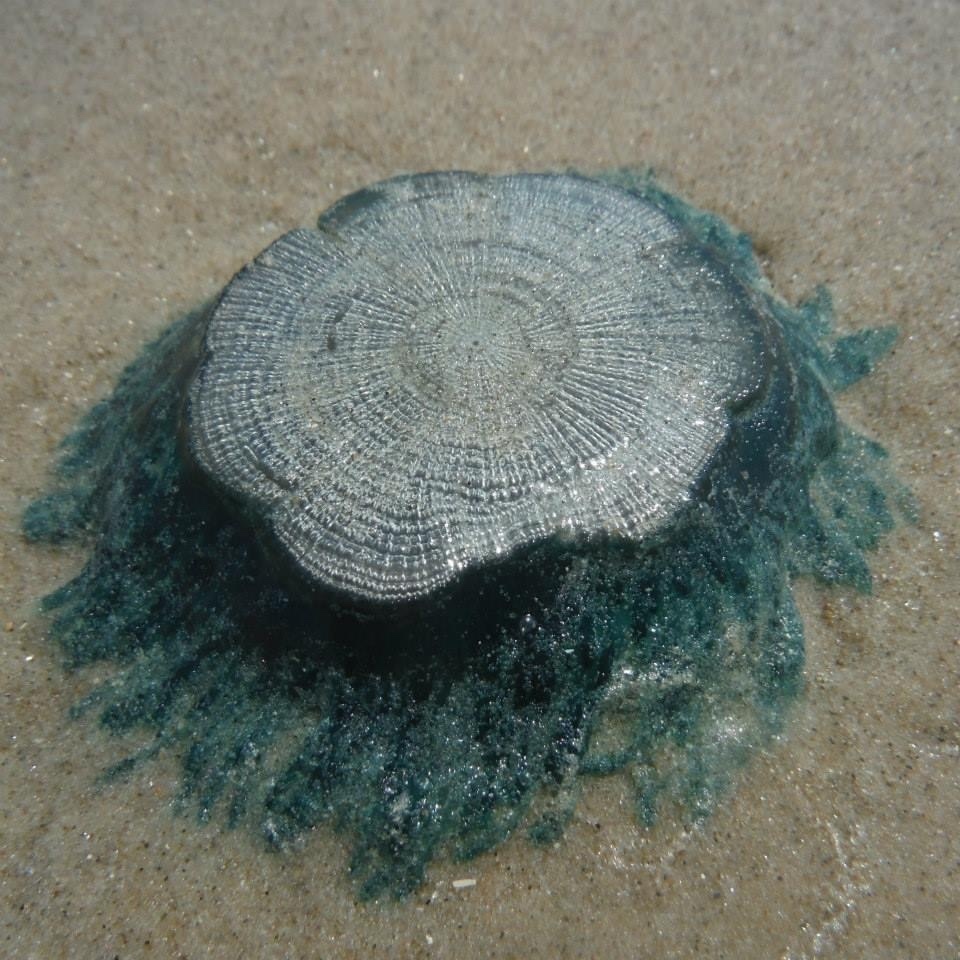 Blue Button from padre island national seashore, turtle lab on May 25 ...