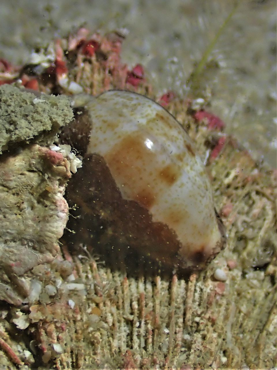 Contradusta walkeri (J.E.Gray, 1832)