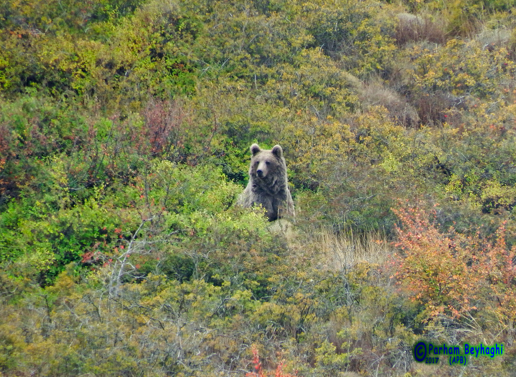 Eurasian Brown Bear from Mahdishahr, Semnan Province, Iran on September ...