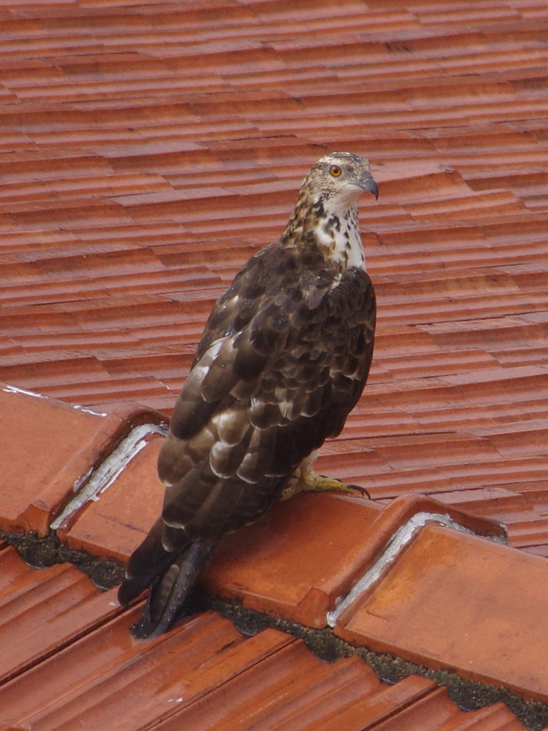Northern Oriental Honey-Buzzard from Rooftop, 560 Balestier Rd ...