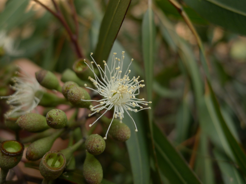 Sydney blue gum (Logan RE 12.11.2 Flora) · iNaturalist