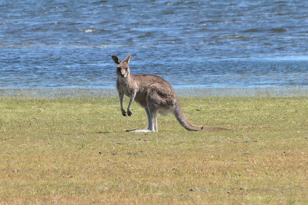 Tasmanian Forester Kangaroo (Macropus giganteus tasmaniensis) - Know ...