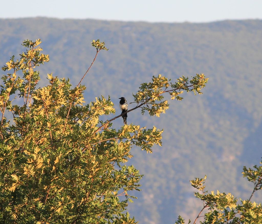 Eurasian Magpie from Gouvia 491 00, Greece on August 14, 2017 at 05:44 ...