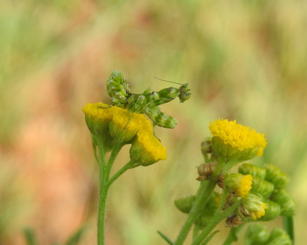 African False Flower Mantis from Kings Kloof Trails, Krugersdorp ...