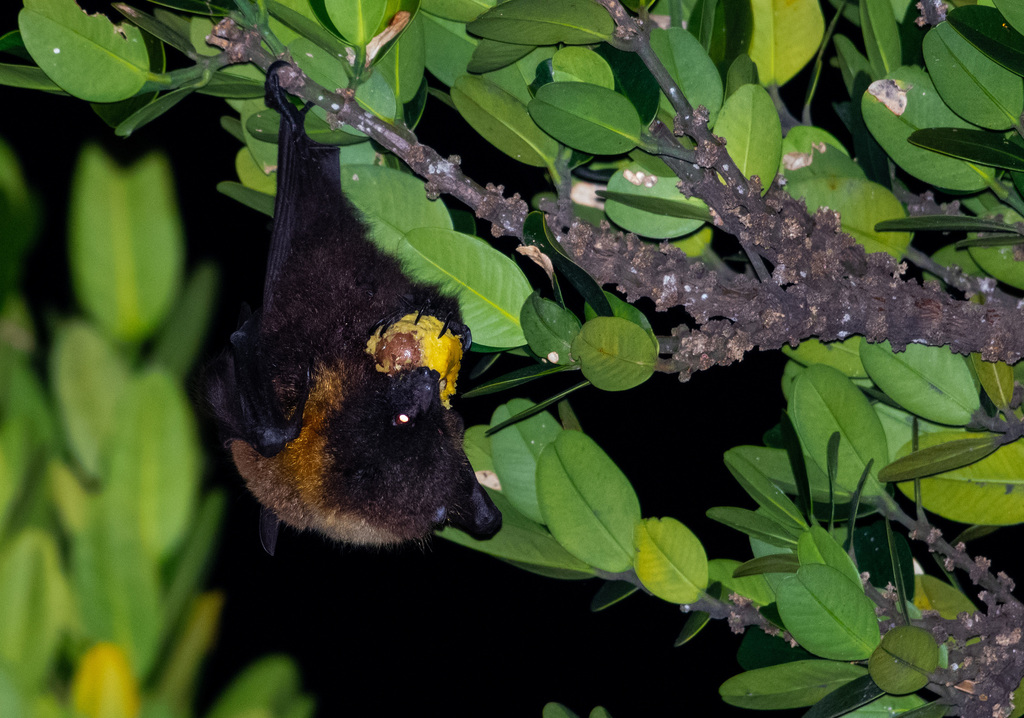 Formosan Flying Fox in January 2021 by Liu JimFood · iNaturalist